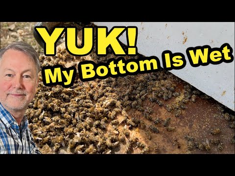 How Control Condensation In Bee Hive
