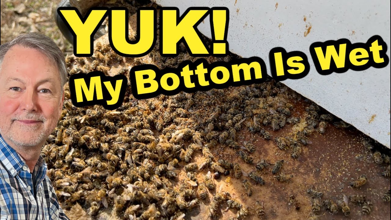 Beekeeping Moisture PROBLEMS & How To Solve It! - YouTube