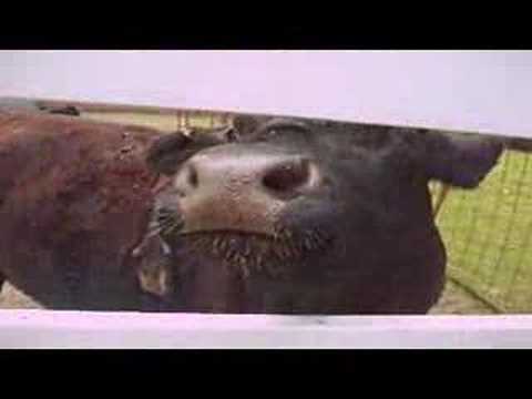 5-legged Cow Mutant - YouTube