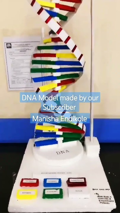 #DNA #model | working model of dna #scienceproject - YouTube