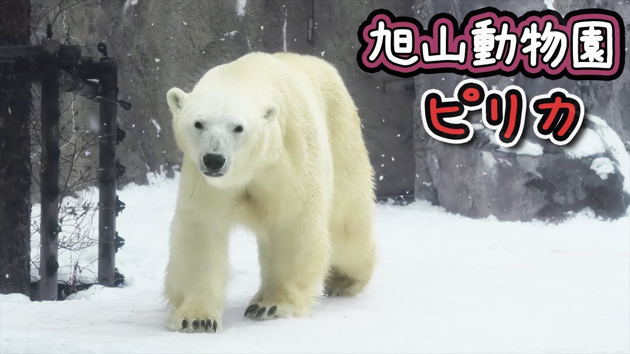 Polar bear Pirka & Yume｜ホッキョクグマ シロクマ ピリカ ゆめ 旭山動物園 - YouTube