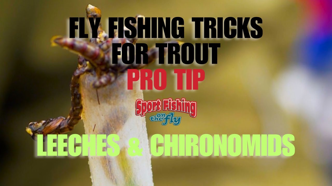 FLY FISHING TRICKS FOR TROUT: PRO TIP - LEECHES & CHIRONOMIDS - YouTube