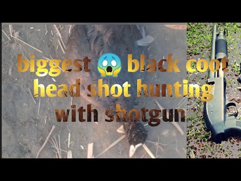black coot head shot shotgun || black coot head shot Hunting with ...