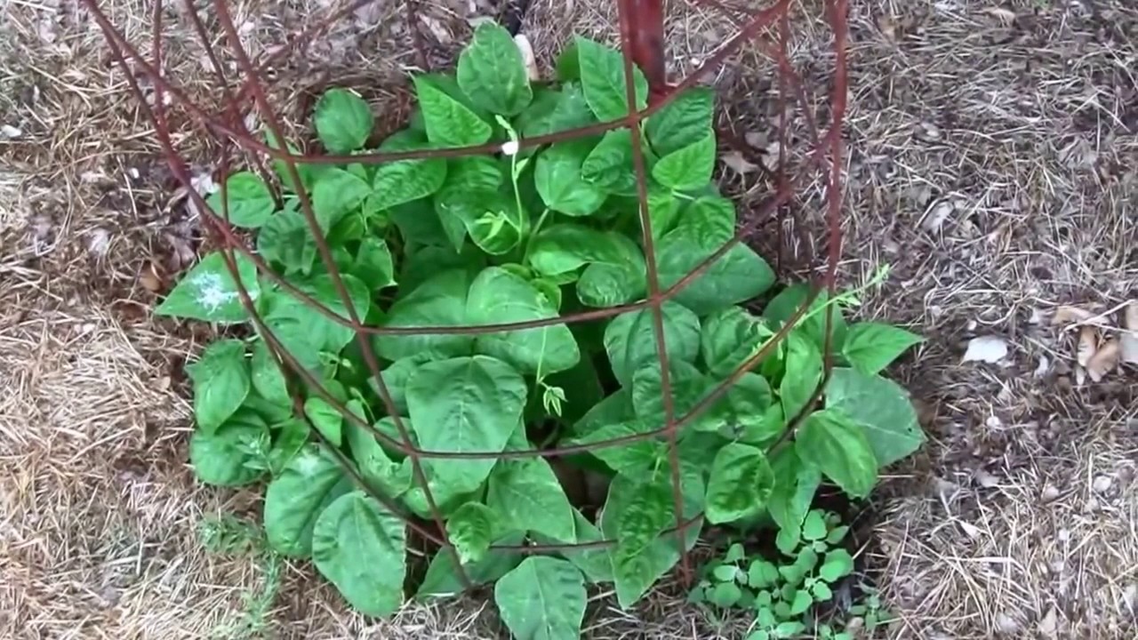 UBUHINZI BW'IMITEJA - YouTube