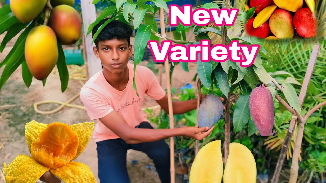 New Variety Mango Plant🤓 - YouTube