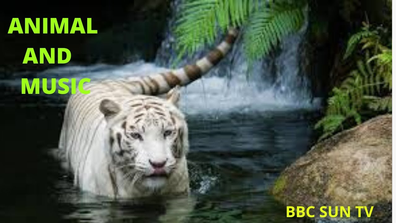 ANIMALS REACTION TO CLASSICAL MUSIC - YouTube