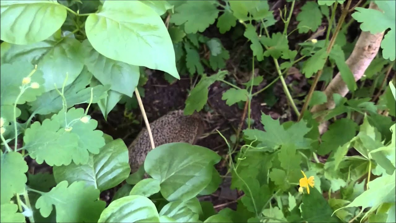 Hedgehog building a nest - YouTube