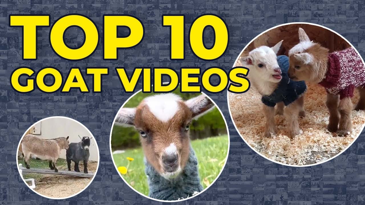 Top 10 Goat Videos - YouTube