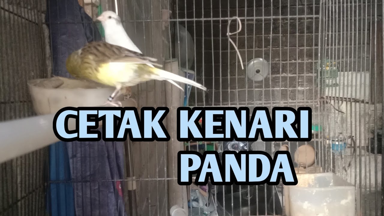 CETAK KENARI PANDA - YouTube