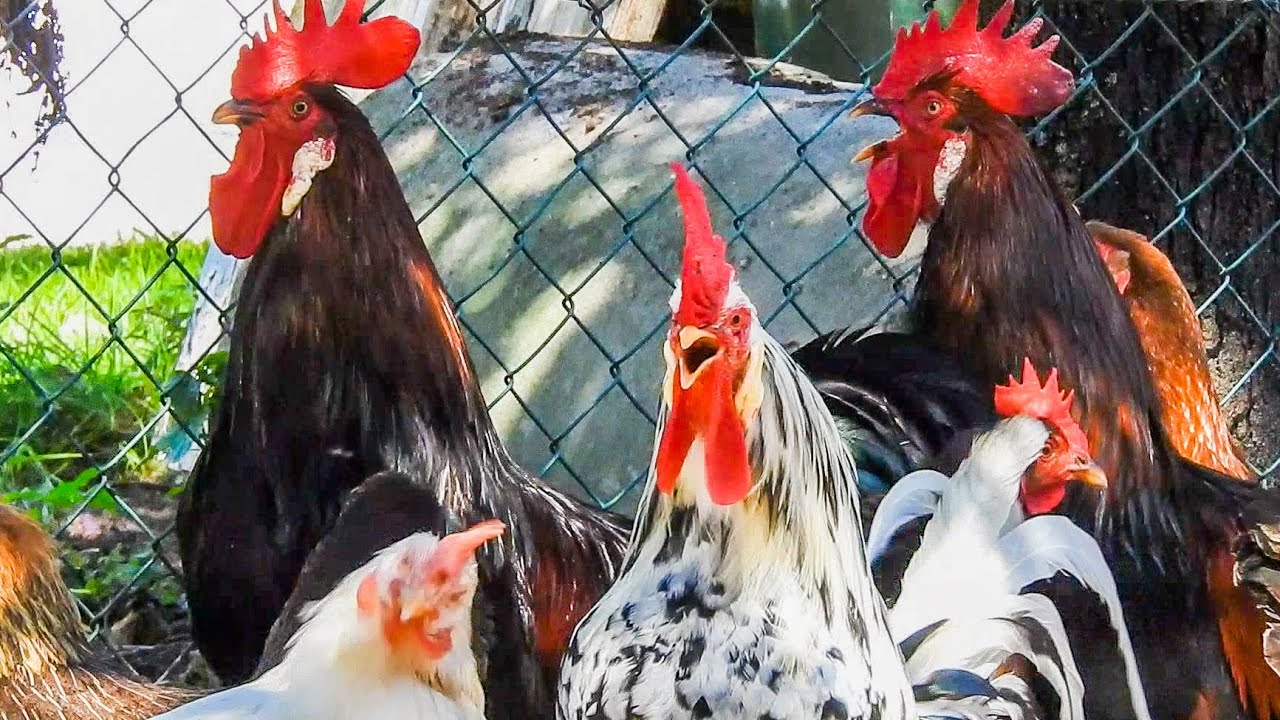 Rooster Crowing Compilation 2020 - Plus Chicken Sounds and Noises in ...