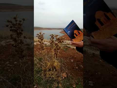 Çavên Zeytûnî