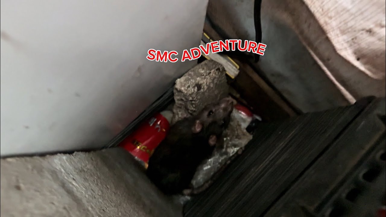 Hey! What are you doing here bro? Mouse!!! - YouTube