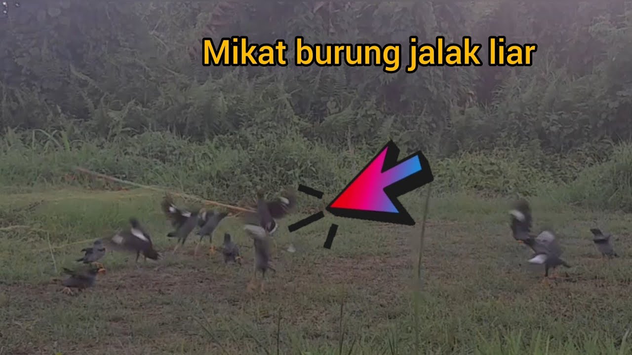 MIKAT BURUNG JALAK LIAR/STARLINGS@Gibranmikatburung - YouTube