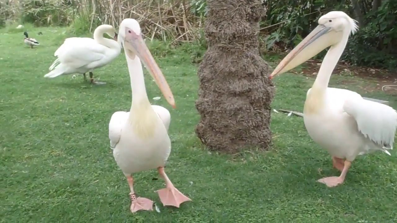 Pelican Vs Swan - YouTube