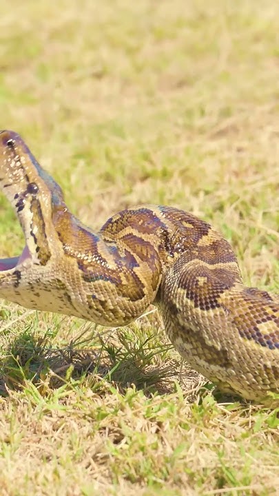 How do Southern African Pythons mate? #snake #snakehandling #snakes # ...