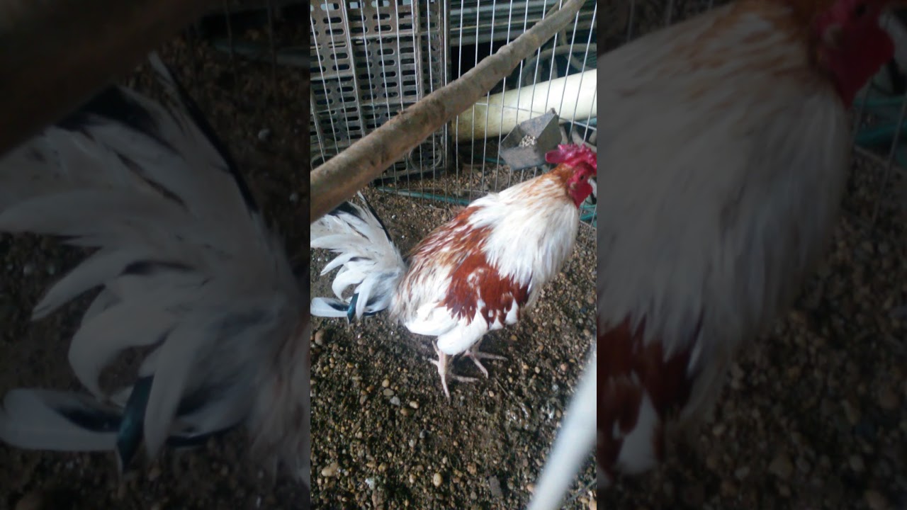 pollitos kikirikis con 1 mes y mas buenas noticias - YouTube