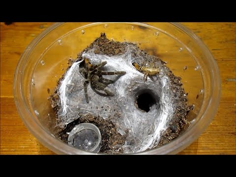 Ceratogyrus Meridionalis is a Hungry Spider - YouTube