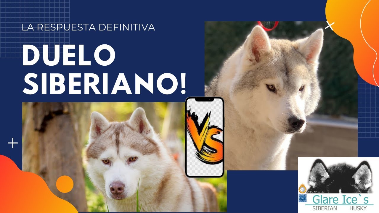 HUSKY SIBERIANO MACHO o HEMBRA ¿Cuál Elegir? 🐾🧐 - YouTube