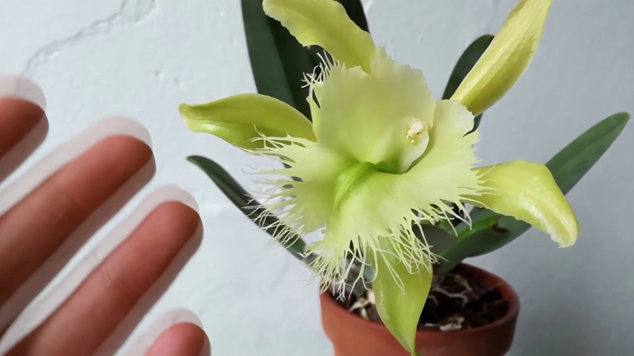 DESCRIPCIÓN DE LA ORQUÍDEA BRASSAVOLA - YouTube