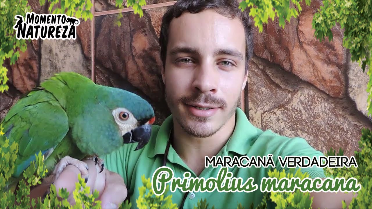 Maracanã-verdadeira (Primolius maracana) - Momento Natureza - YouTube