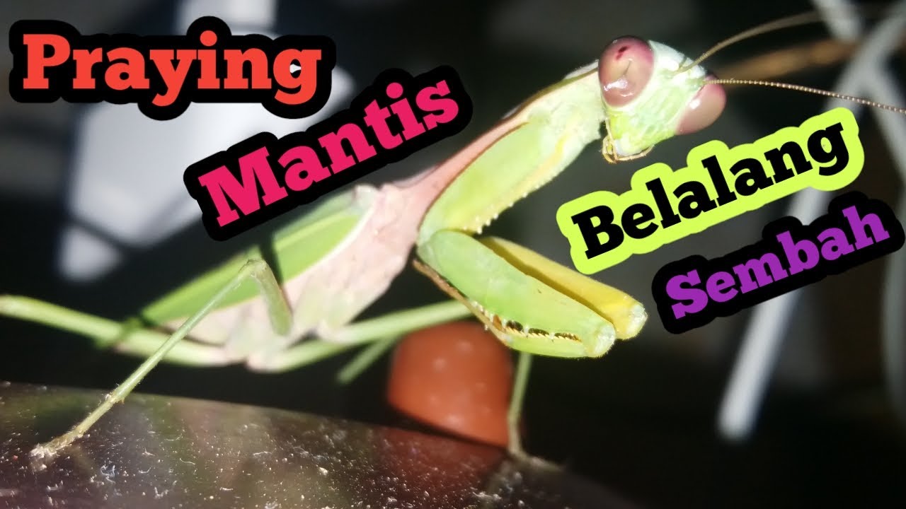 Praying Mantis || Belalang Sembah|| - YouTube