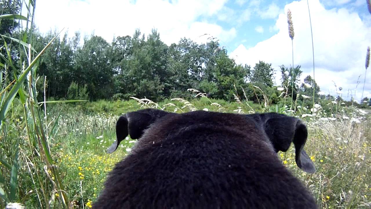 GoPro on Dog - YouTube