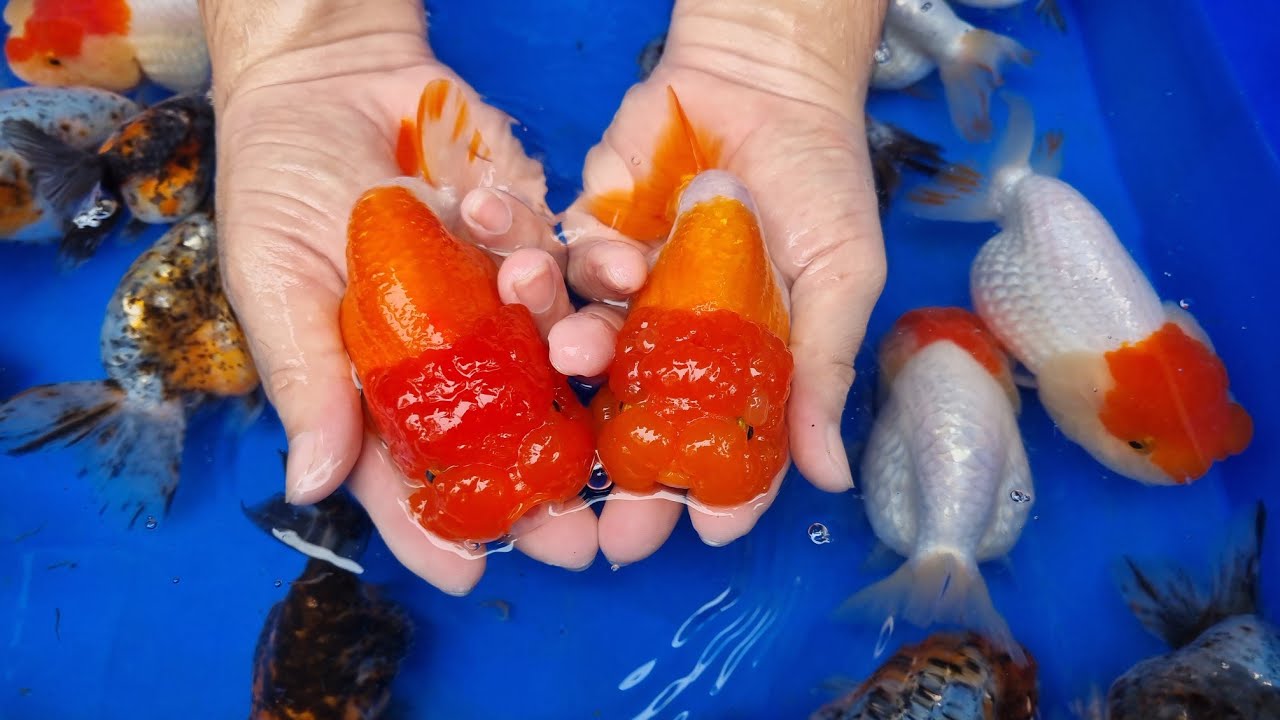 Goldfish - Ranchu đầu xù, cá oranda short nhiều màu sắc đủ size - YouTube