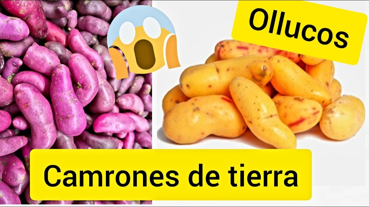 Ullucos Colombianos // Camaron de Tierra - YouTube