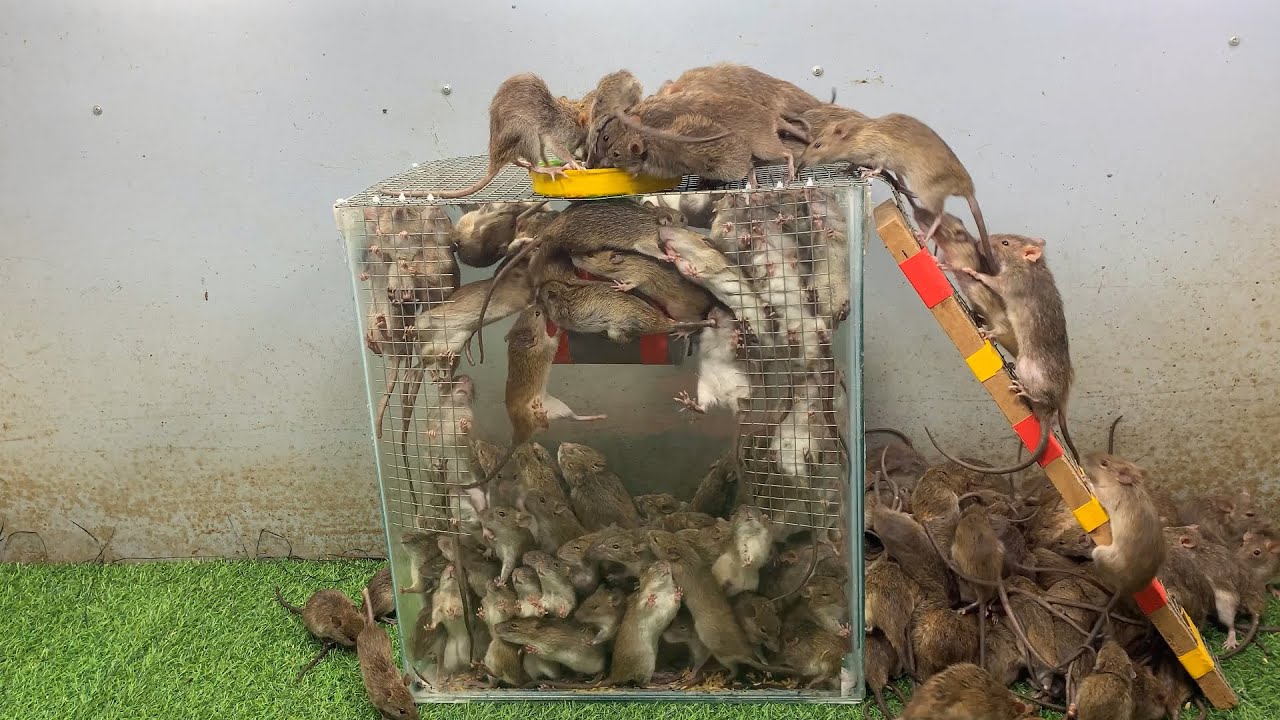 Safe and effective mouse trap / Best homemade mousetrap / plastic pipe ...