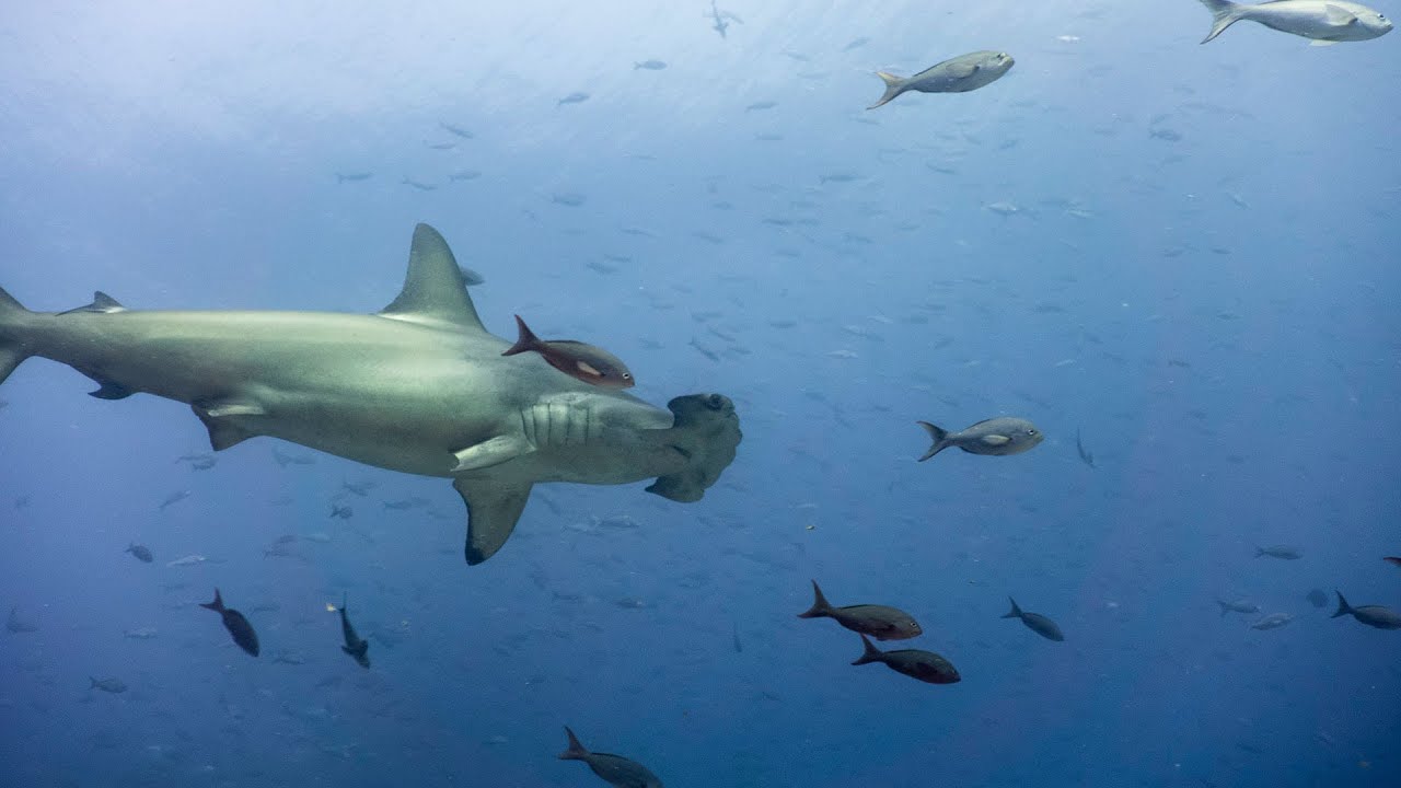 Galapagos - Epic Diving with Hammerheads - YouTube