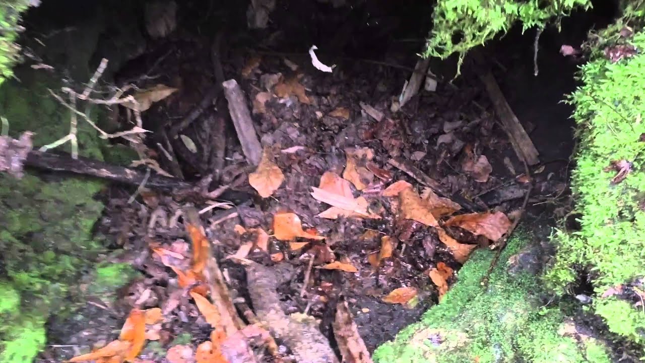 Small Cave or Sinkhole in Twin Rivers State Forest - YouTube