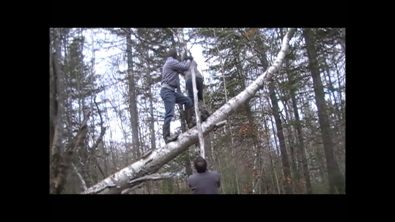 Falling from a Tree! Funny! - YouTube