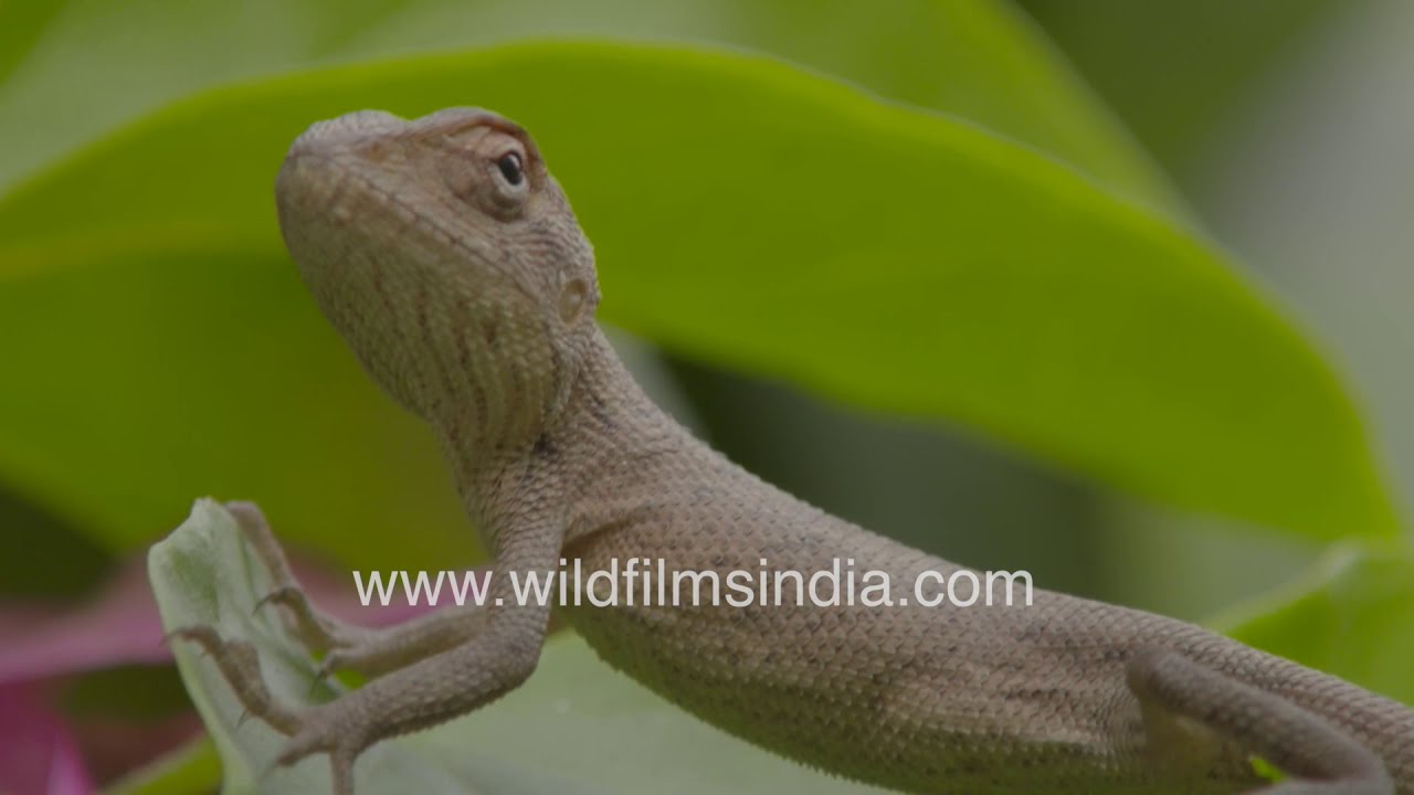 Girgit gets jumpy: so light it can bounce on a leaf: Calotes versicolor ...