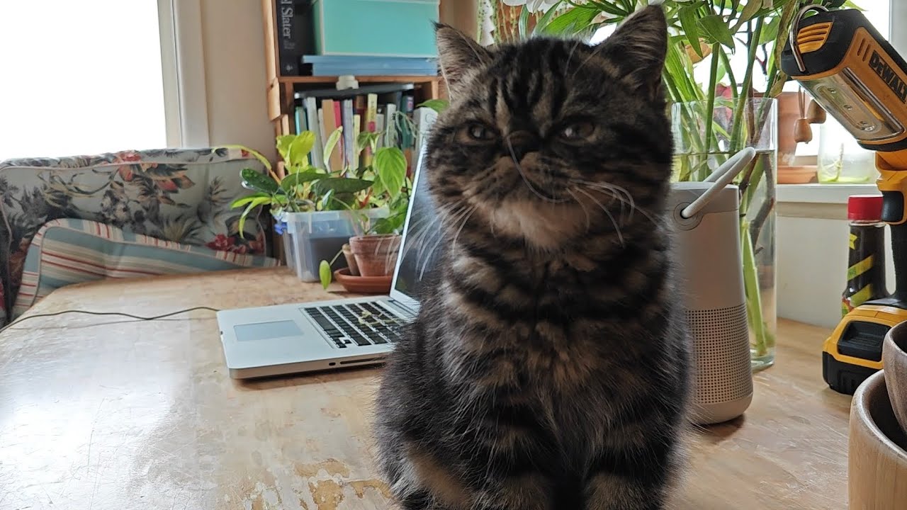 The playful kitten Miso / Cat's way of saying " i love you " ~ - YouTube