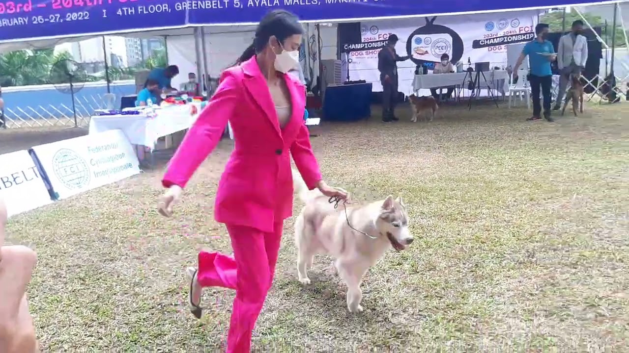 1st Dog Show After Pandemic ( PCCI Allbreed Dog Show ) Spitz and ...