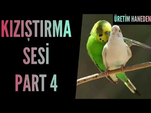 KIZIŞTIRMA SESİ (PART 4) #muhabbetkuşu #kızıştırmasesi