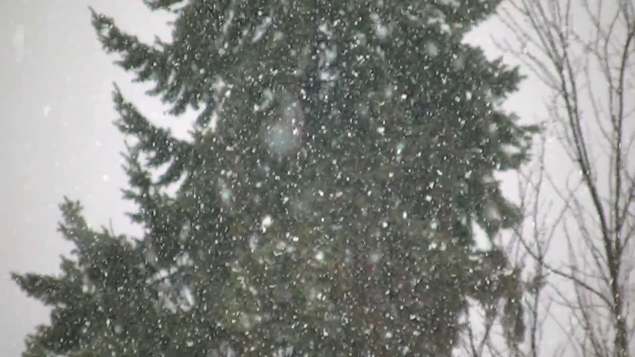 HEAVY SNOW - PORT ANGELES WASHINGTON - FEB 8 2017 - YouTube
