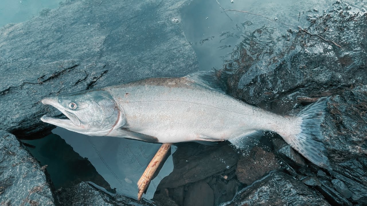 BEST Two Ways of Catching Pink Salmon in Washington State Rivers! - YouTube