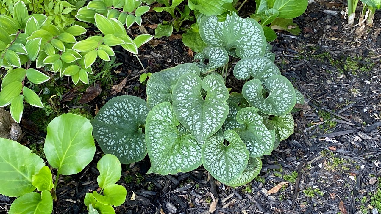After Bloom Care For "Jack Of Diamonds" Heart Leaf Brunnera (4K) - July ...