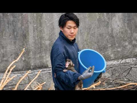 Baby Monkey Punch Clings to His Favorite Keeper