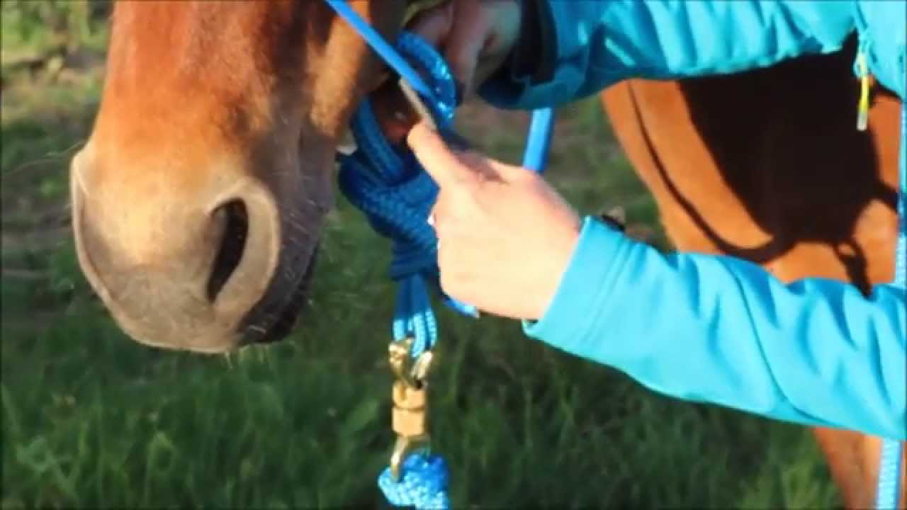 Nouer une longe pour en faire des rênes - YouTube