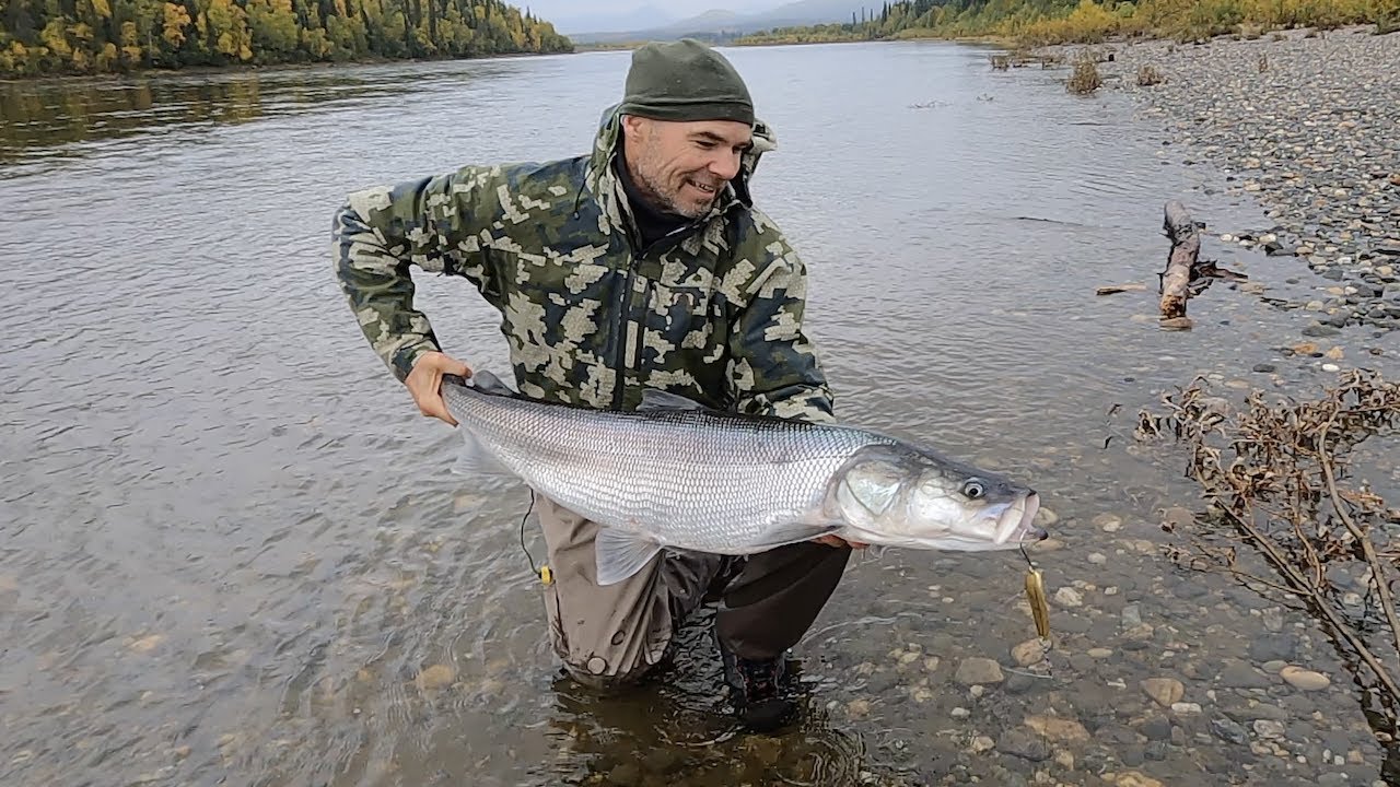Flying in Alaska, Kobuk River Sheefishing - YouTube