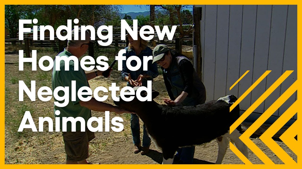 Why are There So Many Cows at Animal Acres? | Visiting with Huell ...