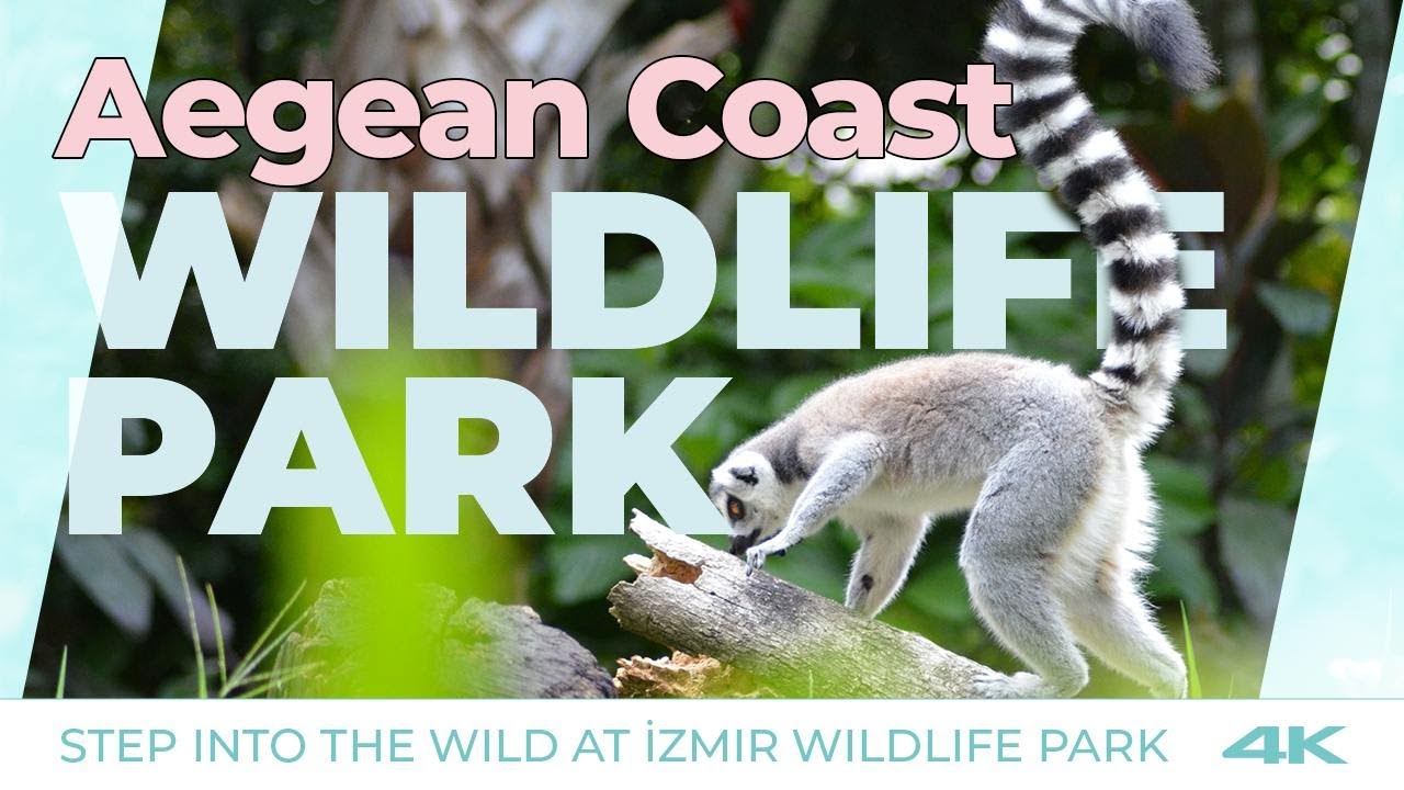 🦁 Discover İzmir Wildlife Park: Lions, Tigers, and the Famous Capybara ...