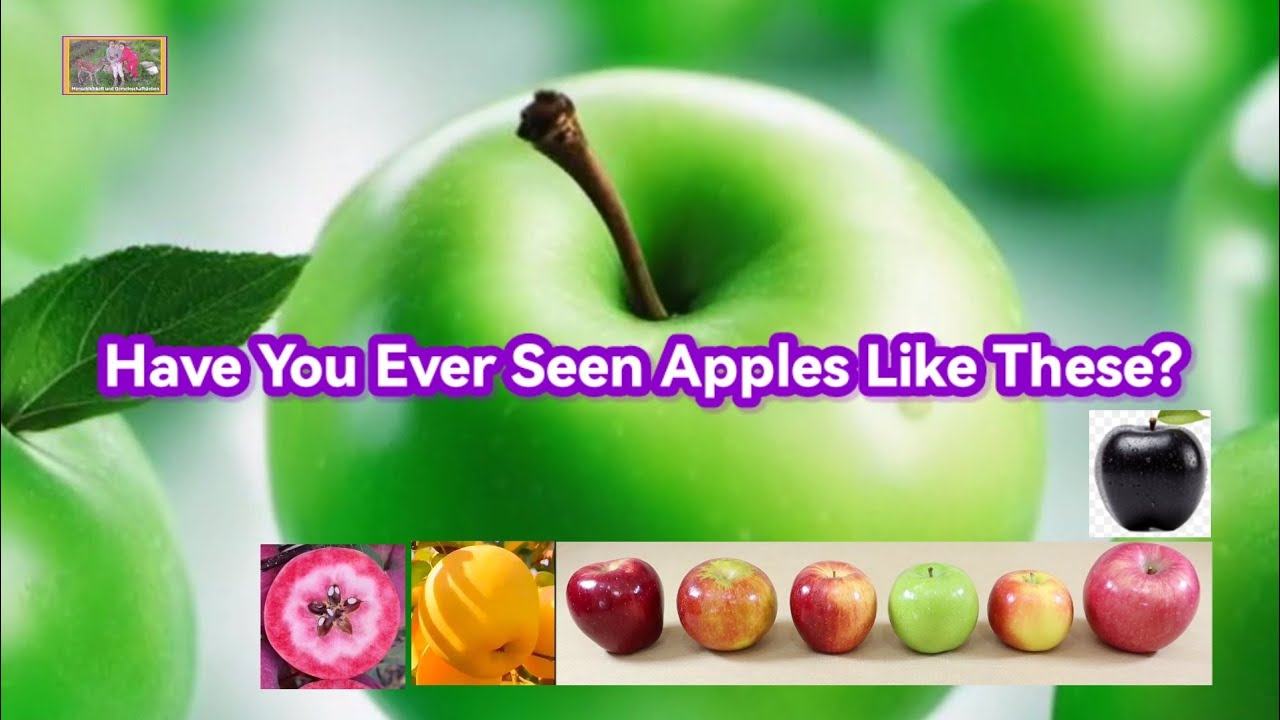 The Most Famous Apple Varieties in the World 🍎 | Discover Their Colors ...