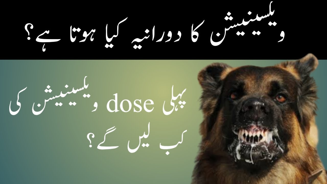 Rabies Vaccine Schedule In Urdu Hindi Rabies Vaccine Kb Lgwai Jati Ha rabies-vaccine-schedule-in-urdu-hindi-rabies-vaccine-kb-lgwai-jati-ha