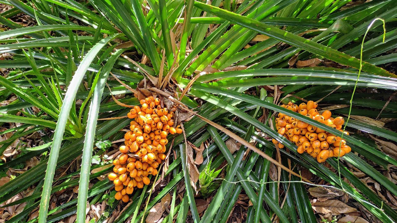 Bromelia laciniosa or pinguin? - giant tasty edible fruit clusters ...