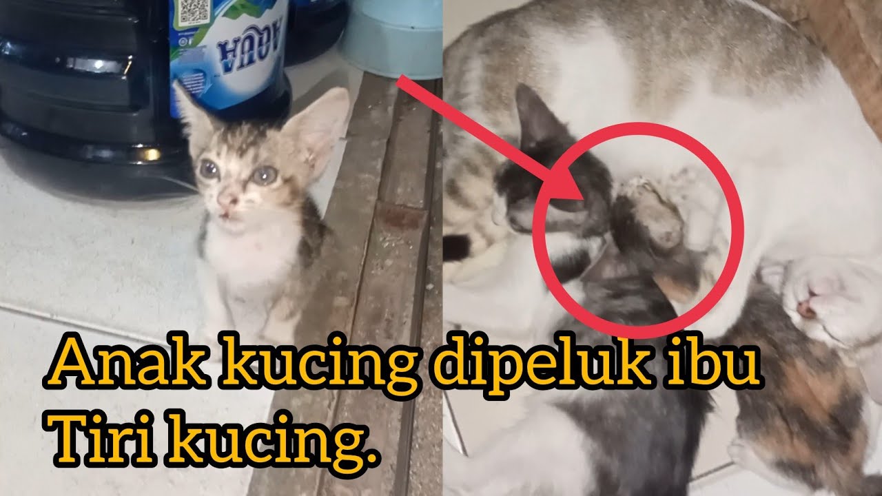 Bayi kucing mendapat pelukan dari ibu tiri kucing. - YouTube