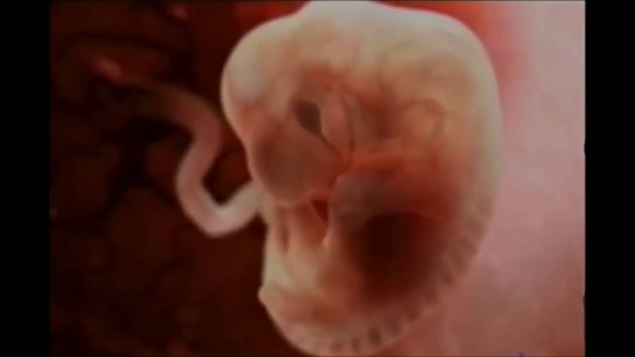 A Formação-Do-Bebe - YouTube