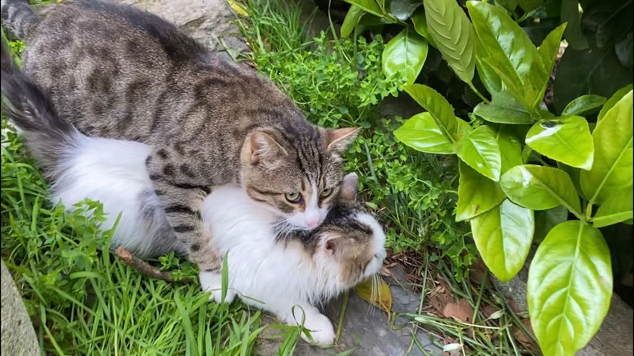 Perverted Cat who tries to mate with all cats. attacked everyone 😮 ...